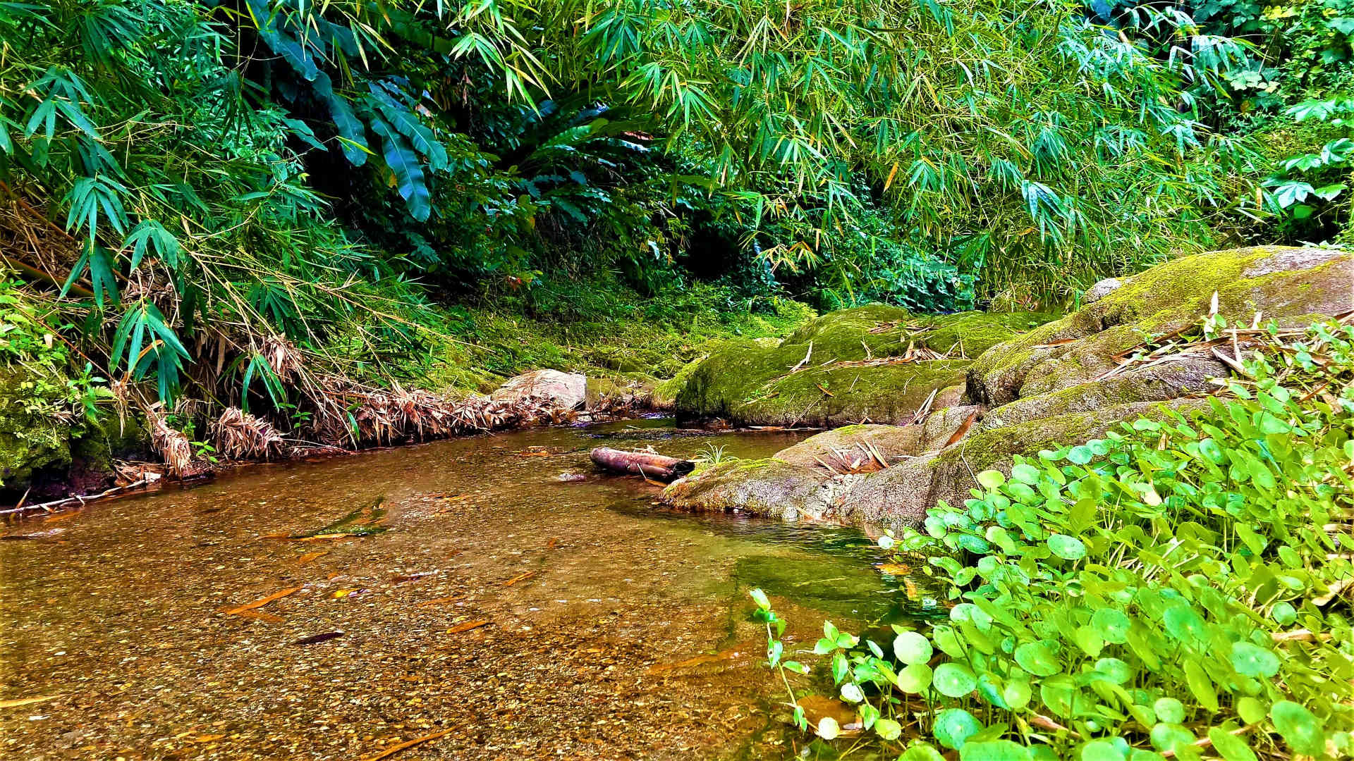 Adopt A River – A Green Fund Project